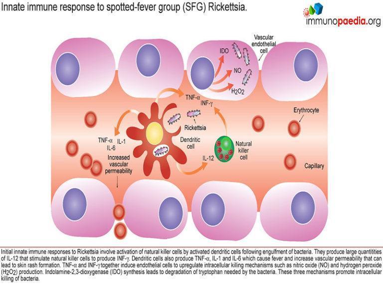 Rickettsia africae Case Study | Immunopaedia