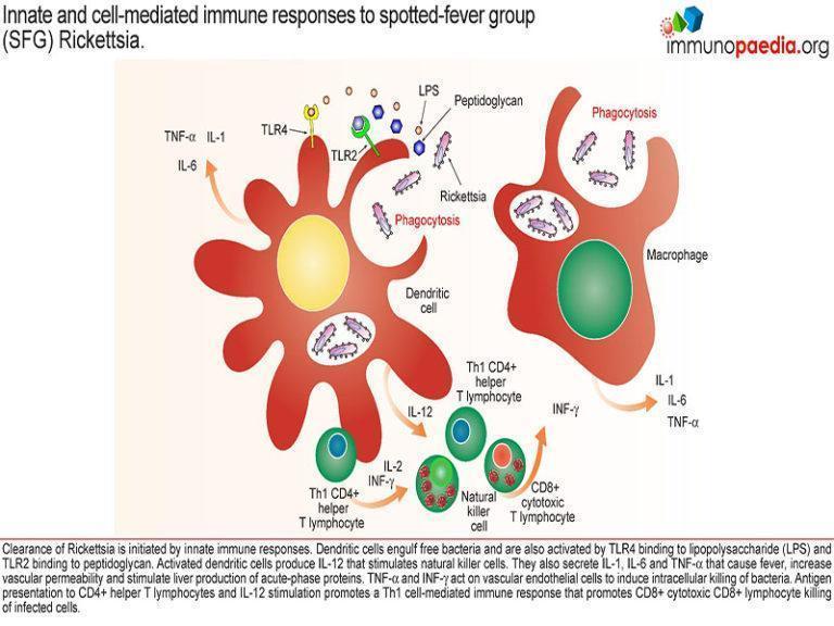 Rickettsia africae Case Study | Immunopaedia