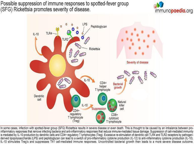 Rickettsia africae Case Study | Immunopaedia