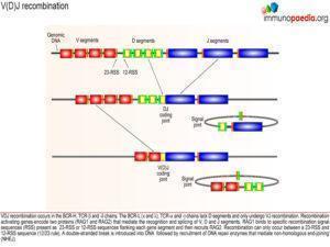 Severe Combined Immunodeficiency Case Study | Immunopaedia