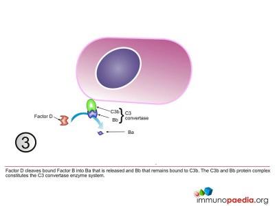 alternative-pathway-3 | Immunopaedia