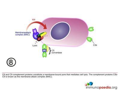 alternative-pathway-8 | Immunopaedia