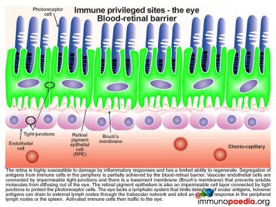 blood-retinal-barrier | Immunopaedia