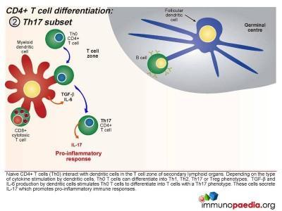 Immune Reconstitution Inflammatory Syndrome Case Study | Immunopaedia Immunopaedia