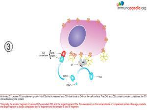 Complement Deficiencies Case Study | Immunopaedia