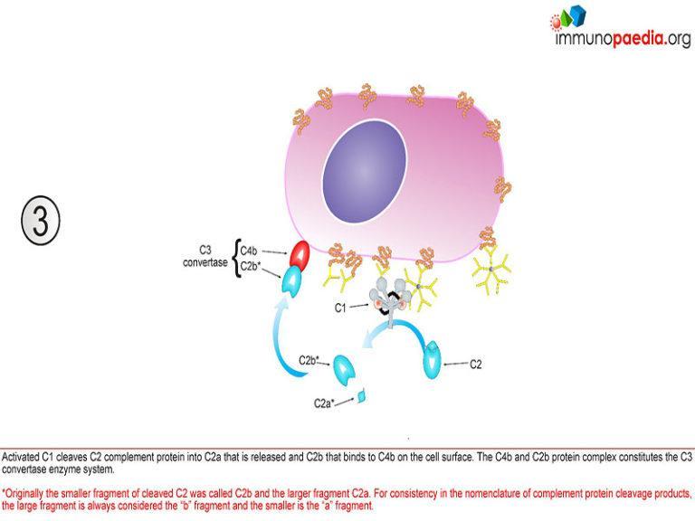 Complement Deficiencies Case Study | Immunopaedia
