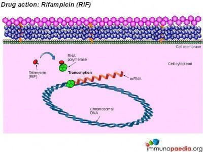 TB Drugs | Immunopaedia