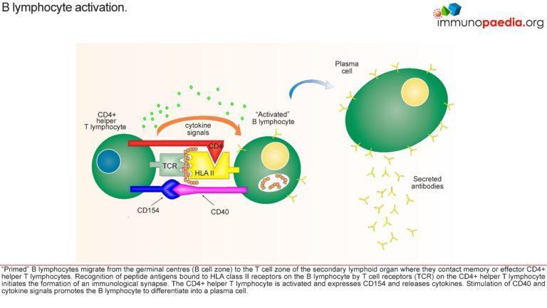 Hyper IgM syndrome Case Study | Immunopaedia