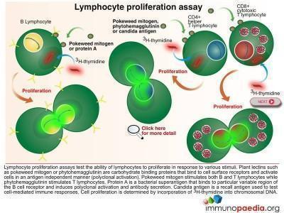 Immunology Diagnostic Tests | Immunopaedia