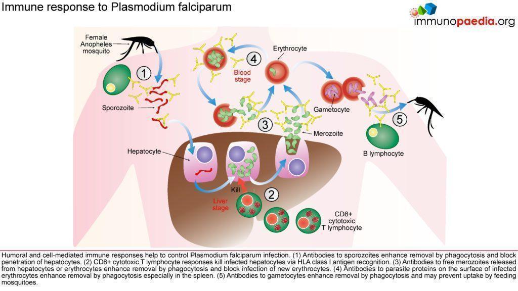 Severe P.falciparum Malaria Case Study | Immunopaedia