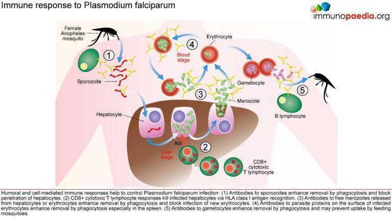 Severe P.falciparum Malaria Case Study | Immunopaedia Immunopaedia