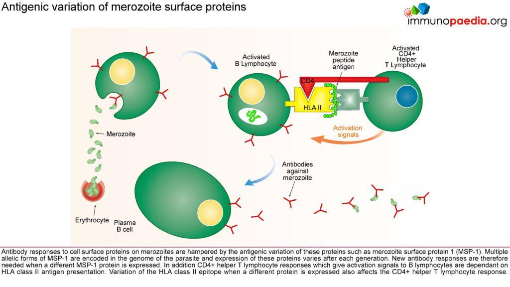 Severe P.falciparum Malaria Case Study | Immunopaedia