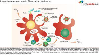 Severe P.falciparum Malaria Case Study | Immunopaedia
