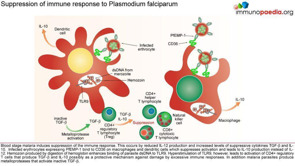 Severe P.falciparum Malaria Case Study | Immunopaedia