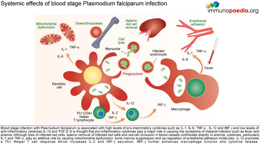 Severe P.falciparum Malaria Case Study | Immunopaedia Immunopaedia