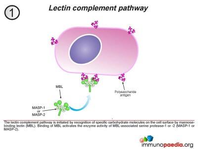 mlb-pathway-1 | Immunopaedia