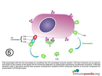 mlb-pathway-5 | Immunopaedia