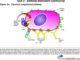 Arthus reaction Case Study | Immunopaedia Immunopaedia