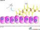 Arthus reaction Case Study | Immunopaedia Immunopaedia