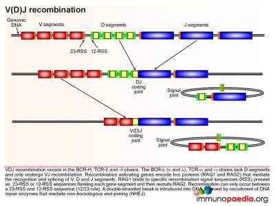 vdj-recombination | Immunopaedia