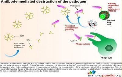 antibody-mediated-destruction-of-the-pathogen | Immunopaedia