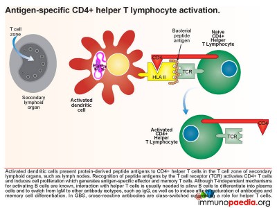 antigen-specific-cd4+helper-t-lymphocyte-activation. | Immunopaedia