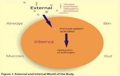 external-and-internal-world-of-the-body | Immunopaedia Immunopaedia