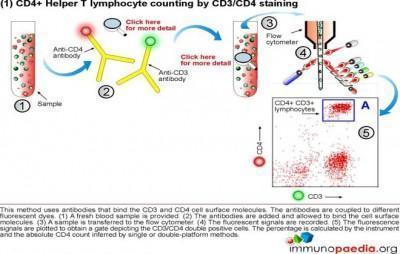 flow-cytometry-conventional-method-figure1 | Immunopaedia