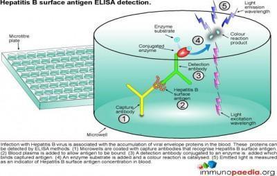 hepatitis-b-elisa-test | Immunopaedia