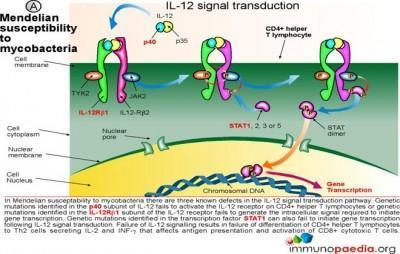 il-12-signal-transduction | Immunopaedia