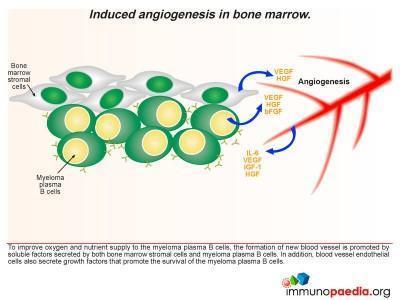 induced-angiogenesis-in-bone-marrow | Immunopaedia