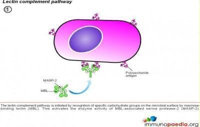 lectin-complement-pathway | Immunopaedia