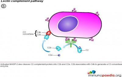 lectin-complement-pathway-figure-3 | Immunopaedia