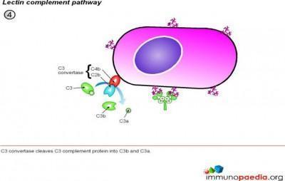 lectin-complement-pathway-figure-4 | Immunopaedia