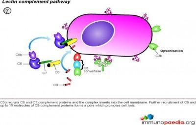 lectin-complement-pathway-figure-7 | Immunopaedia