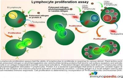lymphocyte-proliferation-test | Immunopaedia