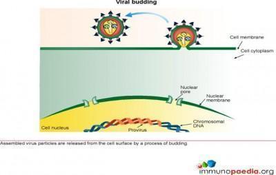 viral-budding | Immunopaedia Immunopaedia