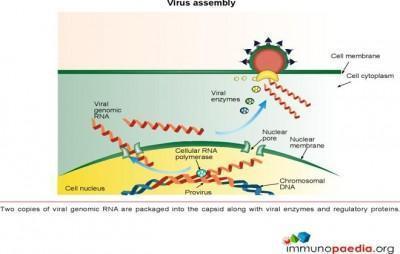 virus-assembly | Immunopaedia