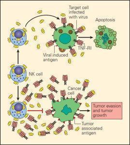 Immune Response to Cancer | Immunopaedia