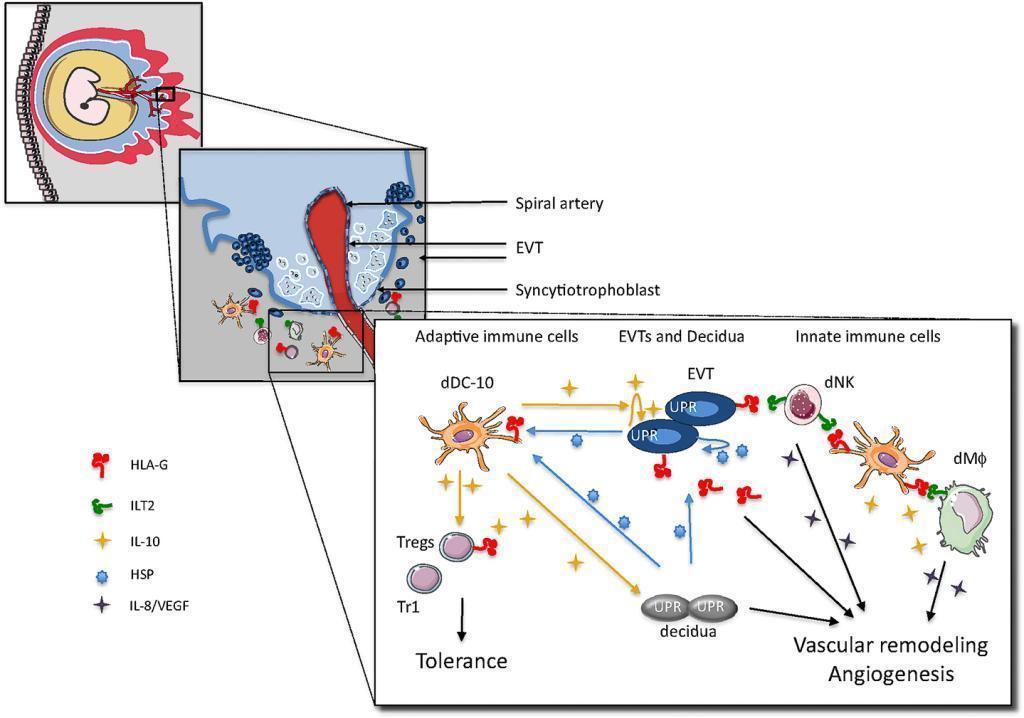 Immune Regulation in Pregnancy | Immunopaedia