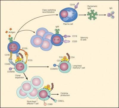 Schematic representation of the clonal expansion | Immunopaedia