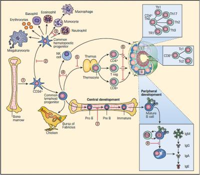 Primary Immunodeficiencies | Immunopaedia