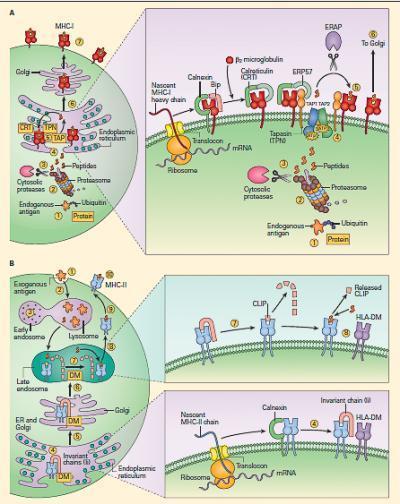 MHC & Antigen Presentation | Immunopaedia
