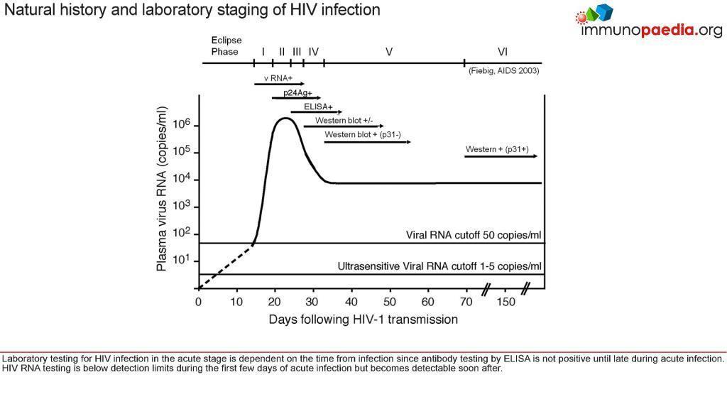 Immunity to HIV | Immunopaedia