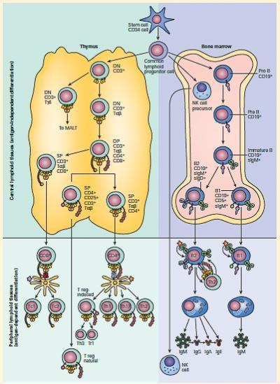 Ontogeny of the Immune System | Immunopaedia