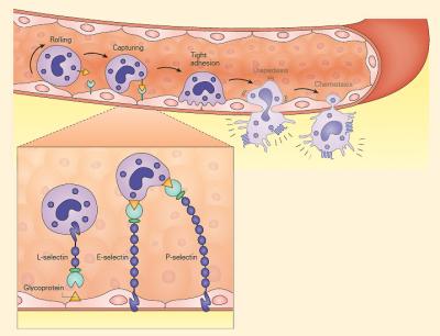 Inflammation and autoinflammation | Immunopaedia