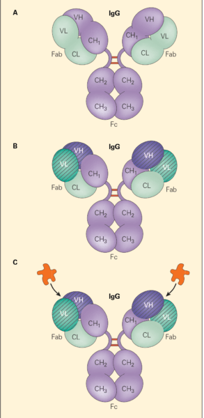 Antibody Structure and Classes | Immunopaedia