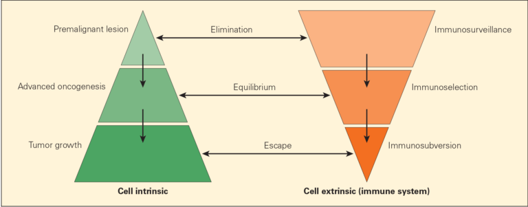 Immune Response to Cancer | Immunopaedia Immune Response to Cancer | Immunopaedia