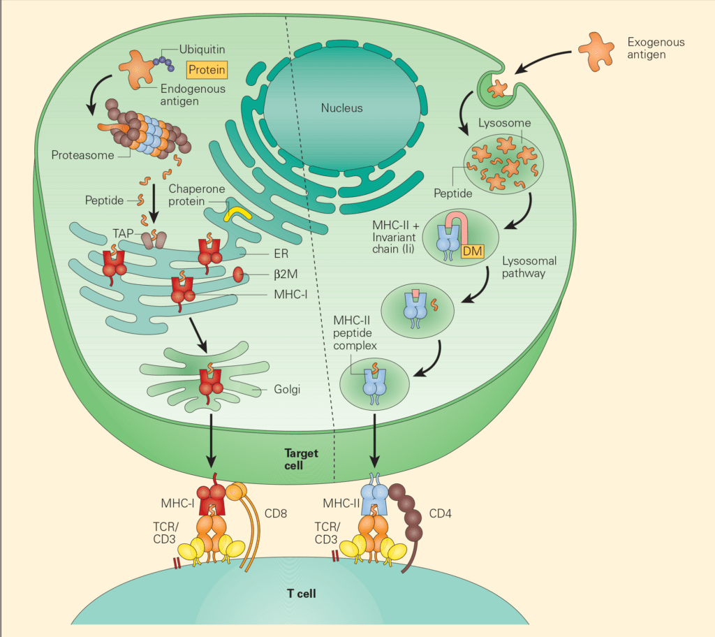Immune Response to Cancer | Immunopaedia Immune Response to Cancer | Immunopaedia