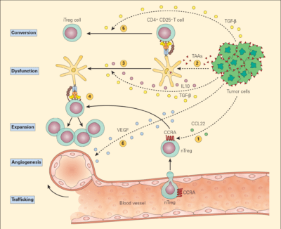 Immune Response to Cancer | Immunopaedia